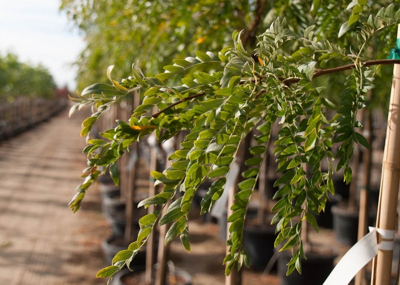 Skyline® Honeylocust p.p.1619 | Garden Gate Nursery