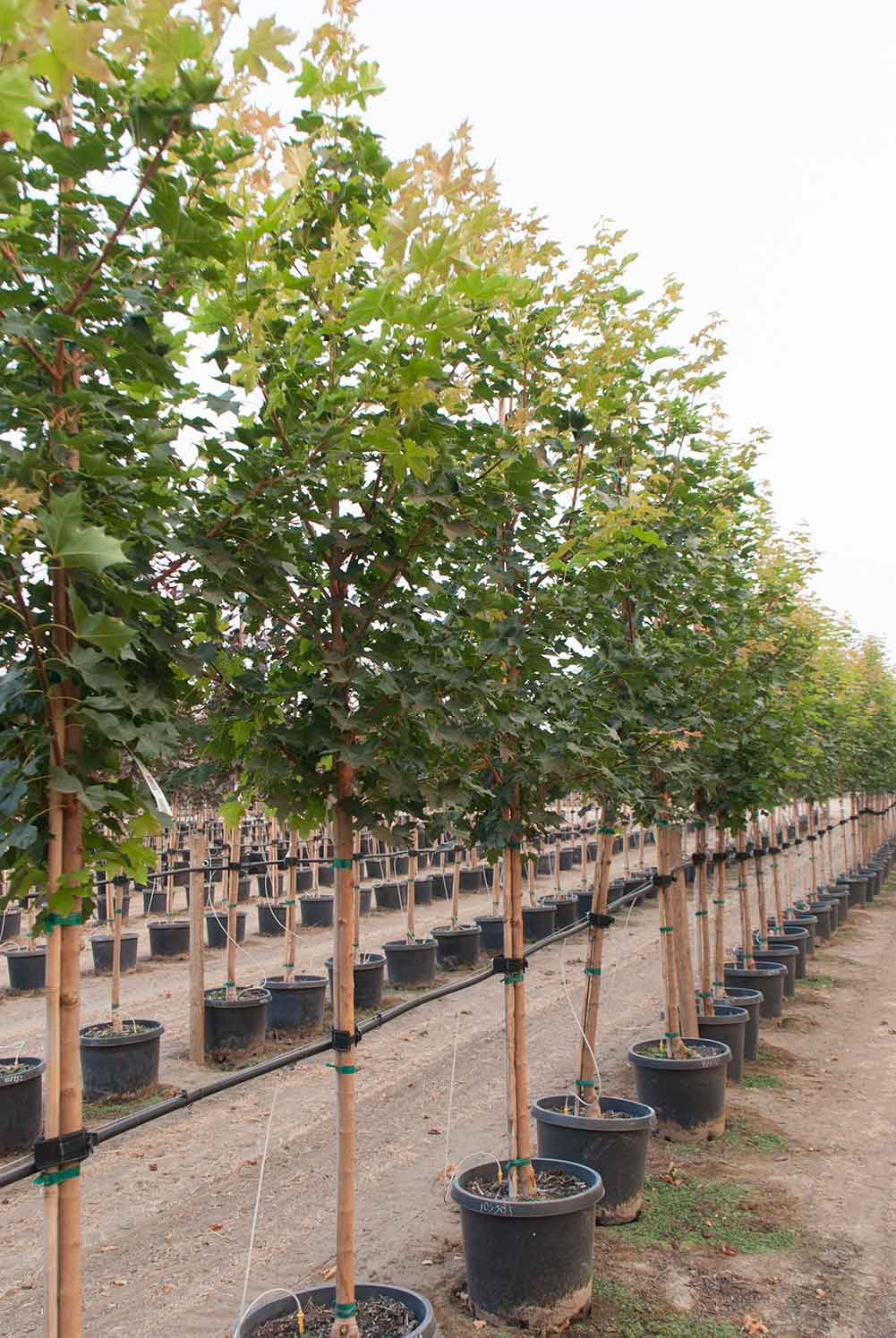 Appreciating the Wonderful Diversity of Maple Trees | Garden Gate Nursery