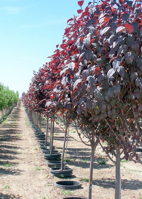 Thundercloud Plum Tree | Garden Gate Nursery