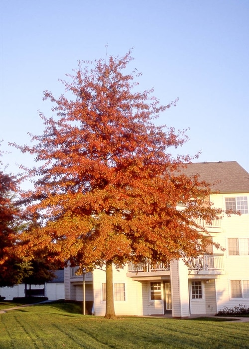 Pin Oak Tree | Garden Gate Nursery