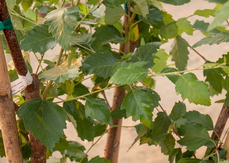 Heritage Birch Tree | Garden Gate Nursery