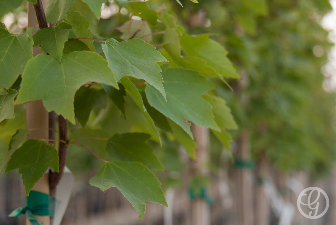 Red Rocket Maple Tree | Garden Gate Nursery