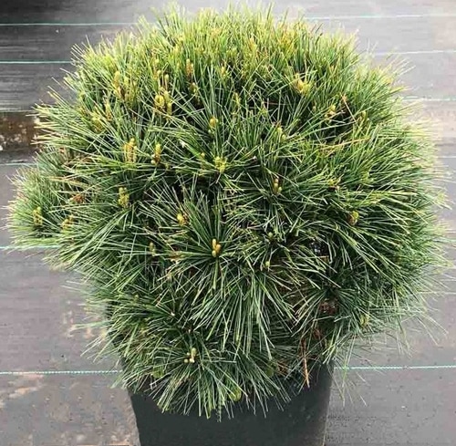 "The Blues" Blue Spruce Tree | Buy Online, Pickup at Nursery