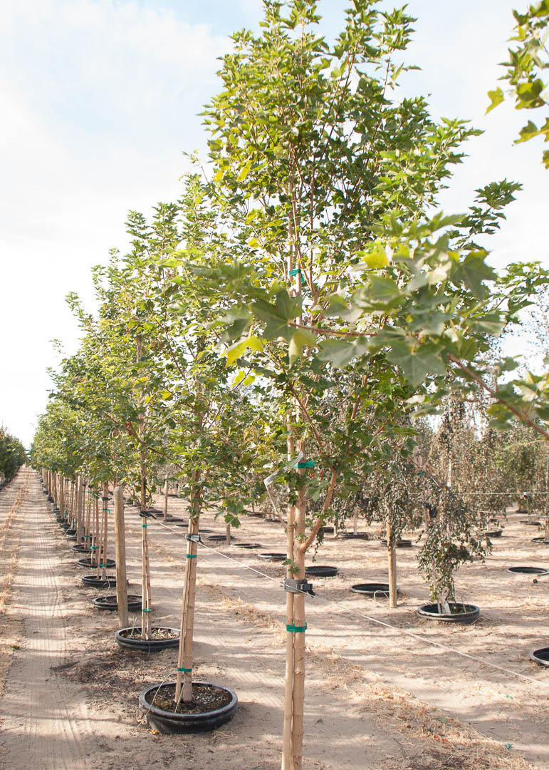 Urban Sunset Maple Tree | Garden Gate Nursery