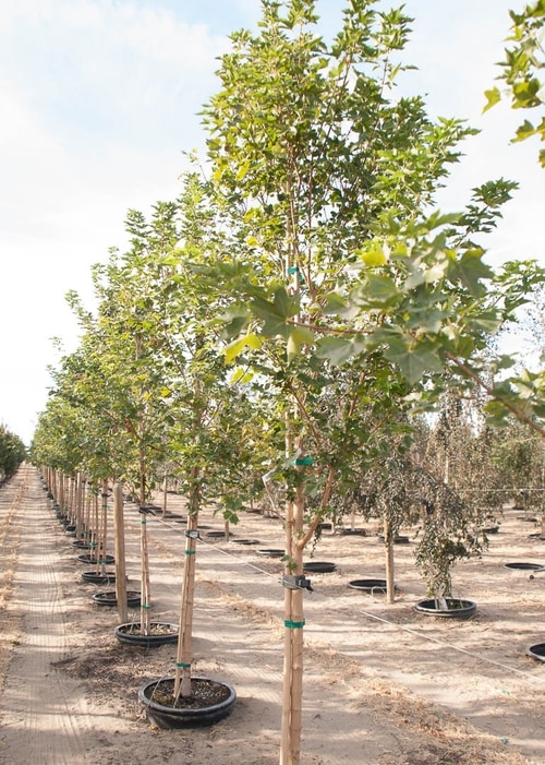 Urban Sunset Maple Tree | Garden Gate Nursery