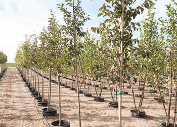Accolade™ Elm Tree | Garden Gate Nursery