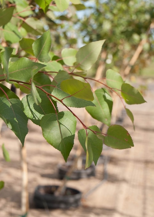 Quaking Aspen Tree | Garden Gate Nursery