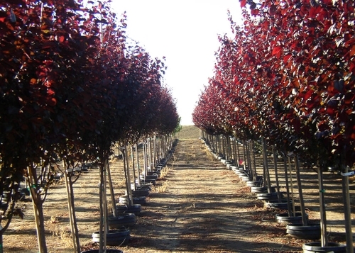 Thundercloud Plum Tree | Garden Gate Nursery