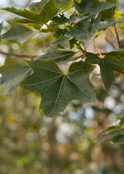 Urban Sunset Maple Tree | Garden Gate Nursery