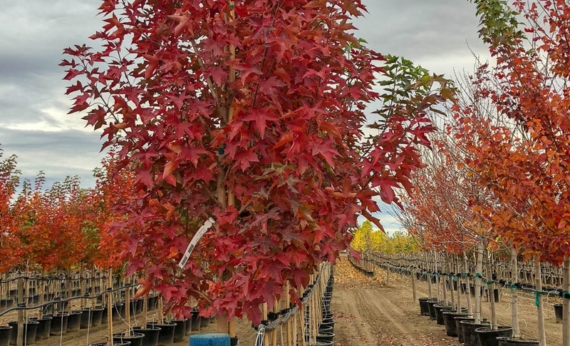 Urban Sunset Maple Tree | Garden Gate Nursery