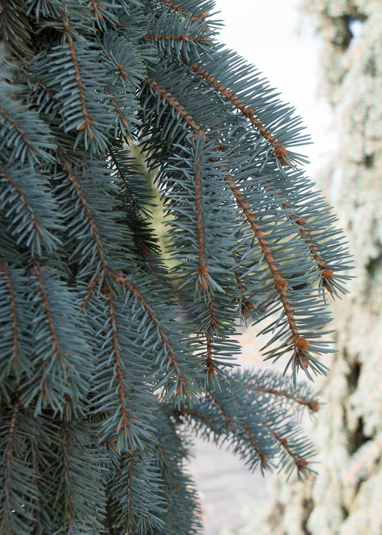 "The Blues" Blue Spruce Tree | Garden Gate Nursery