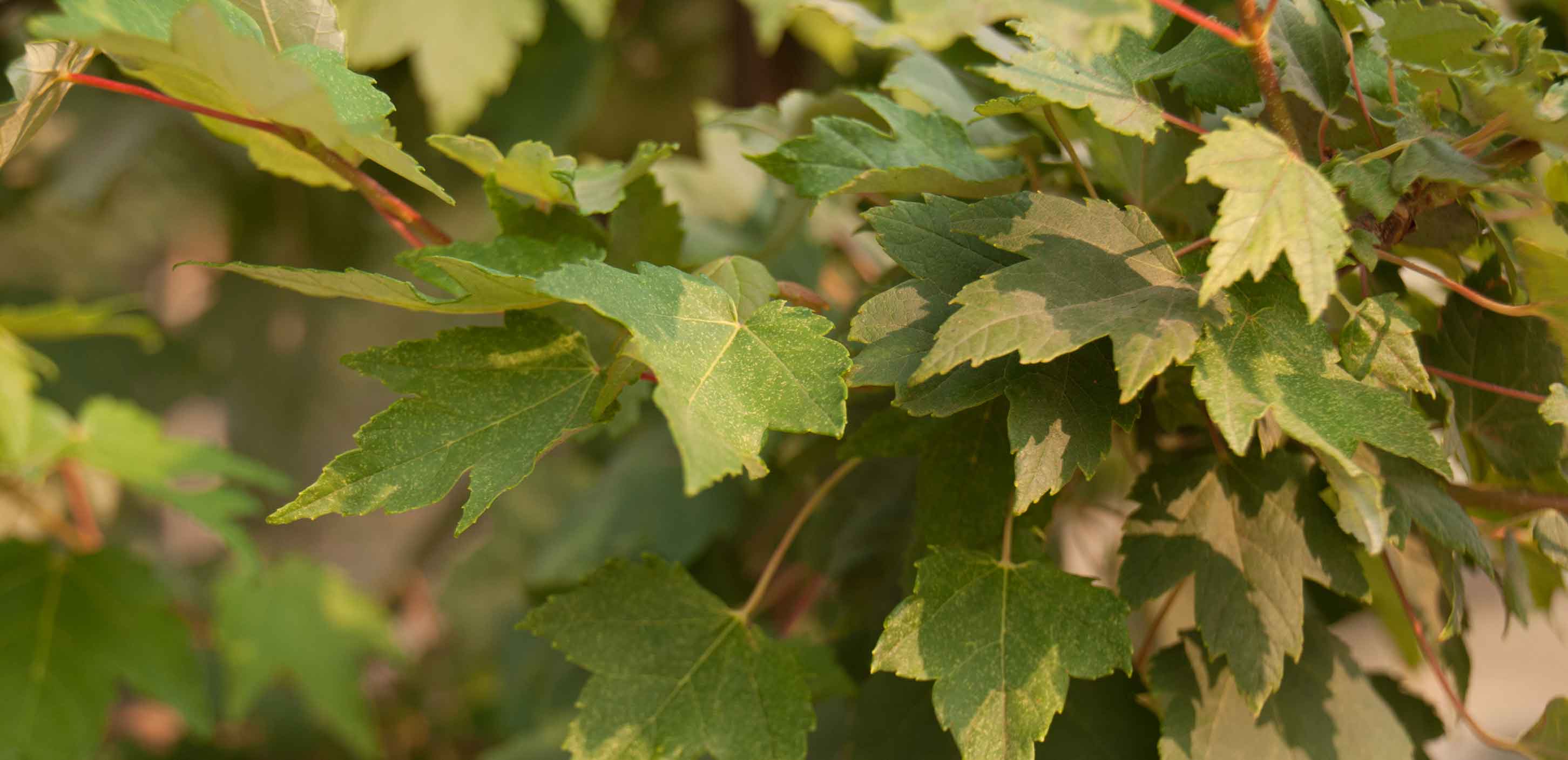 The Somerset Red Maple is a True Beauty | Garden Gate Nursery