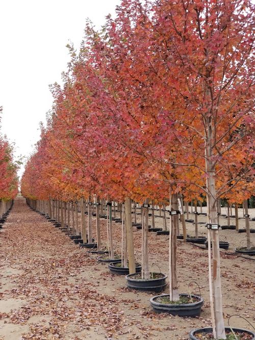 Autumn Fantasy Maple Tree | Garden Gate Nursery