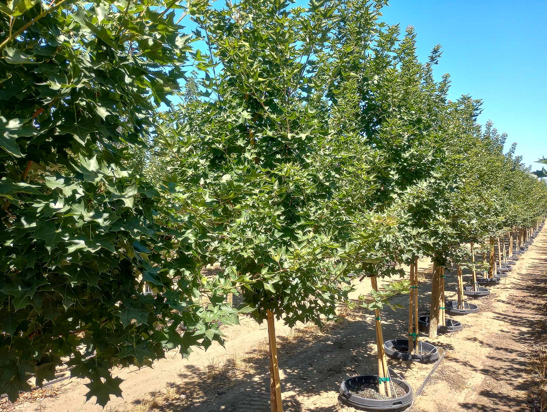 Ruby Sunset® Maple | Garden Gate Nursery