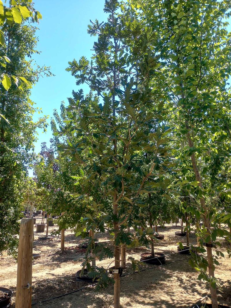 Forest Green® Oak | Garden Gate Nursery