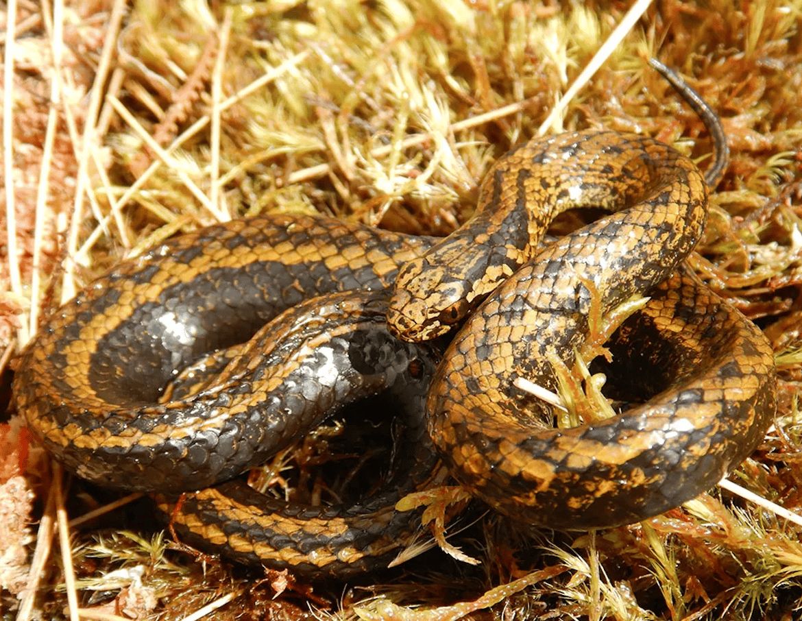 Snakes. Why’d It Have To Be Snakes? - Culture