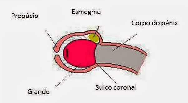 Pediatria: você domina o manejo da fimose?