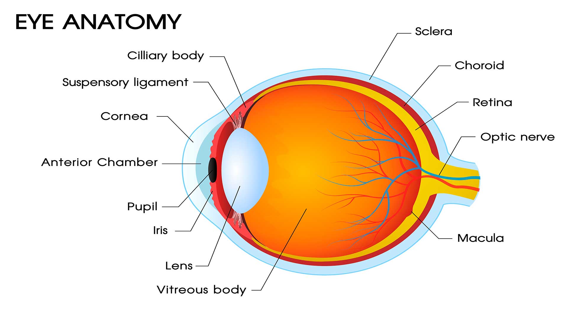 Catarata: o que é, diagnóstico e tratamento