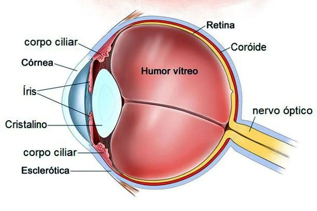 Trauma ocular: Definição, Causas e Tratamento