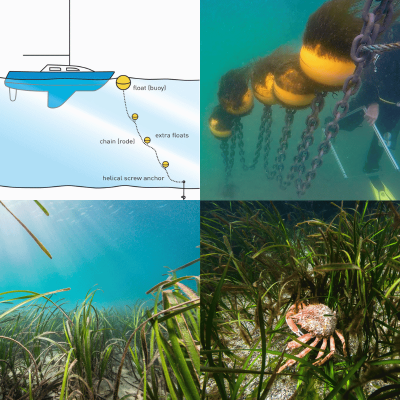 Seagrass - Global seagrass conservation project