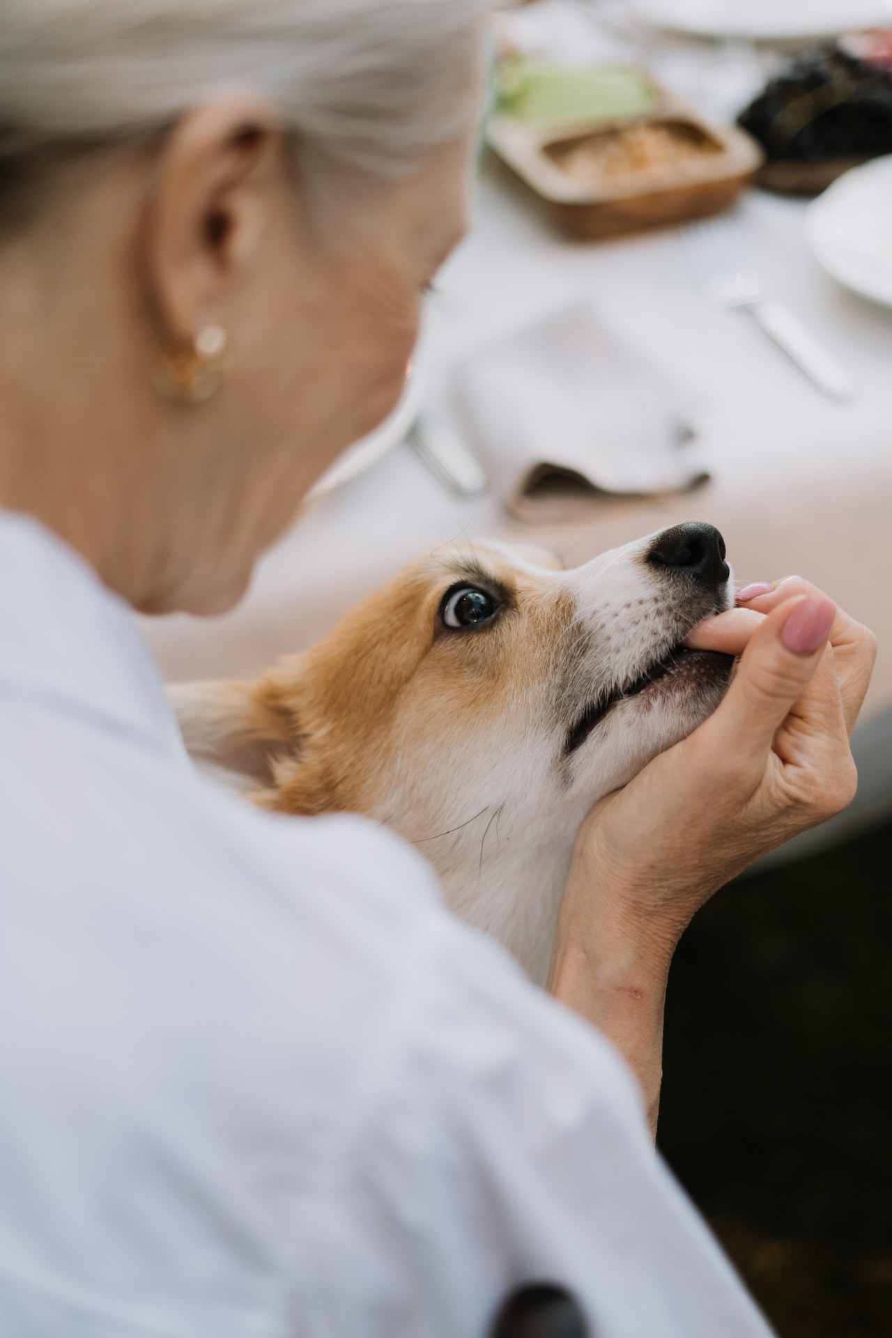What To Know About Dog Bites To Get Compensated Properly