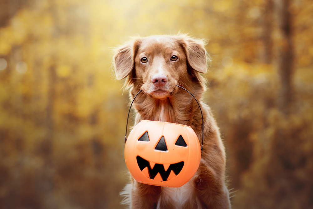 Halloween Treats and Toys for Dogs - Barkbus Ruff Draft