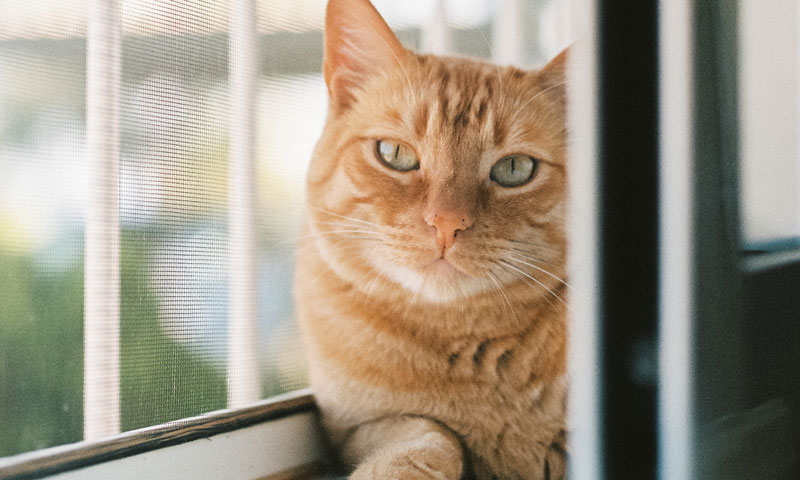 Houzy Magazine | Install a Cat Flap in a Window or Door