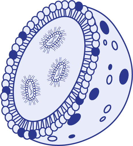 Lipid Nanoparticle Application Note