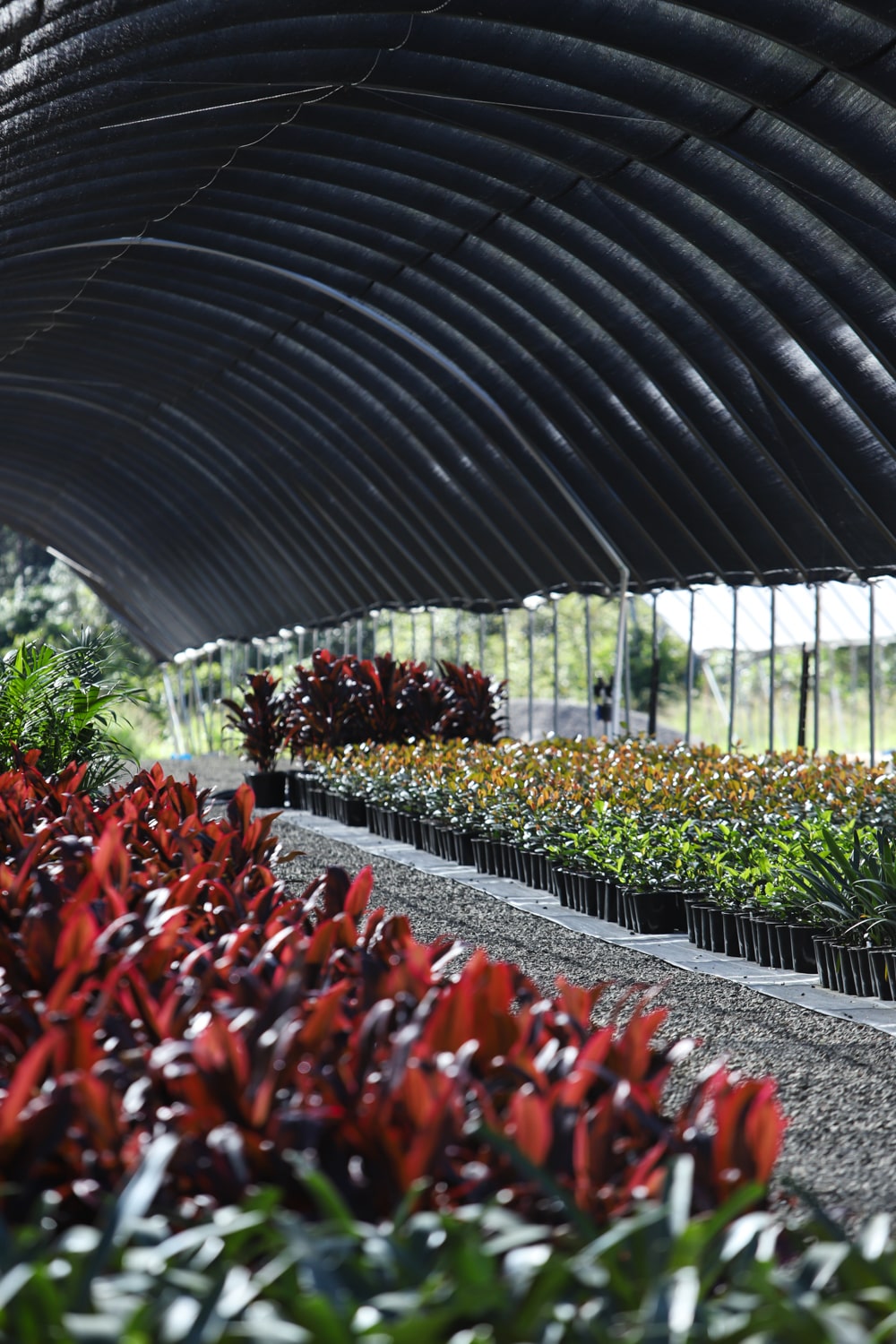 Who Is Instant Green Nursery | About Us | Wholesale Plants