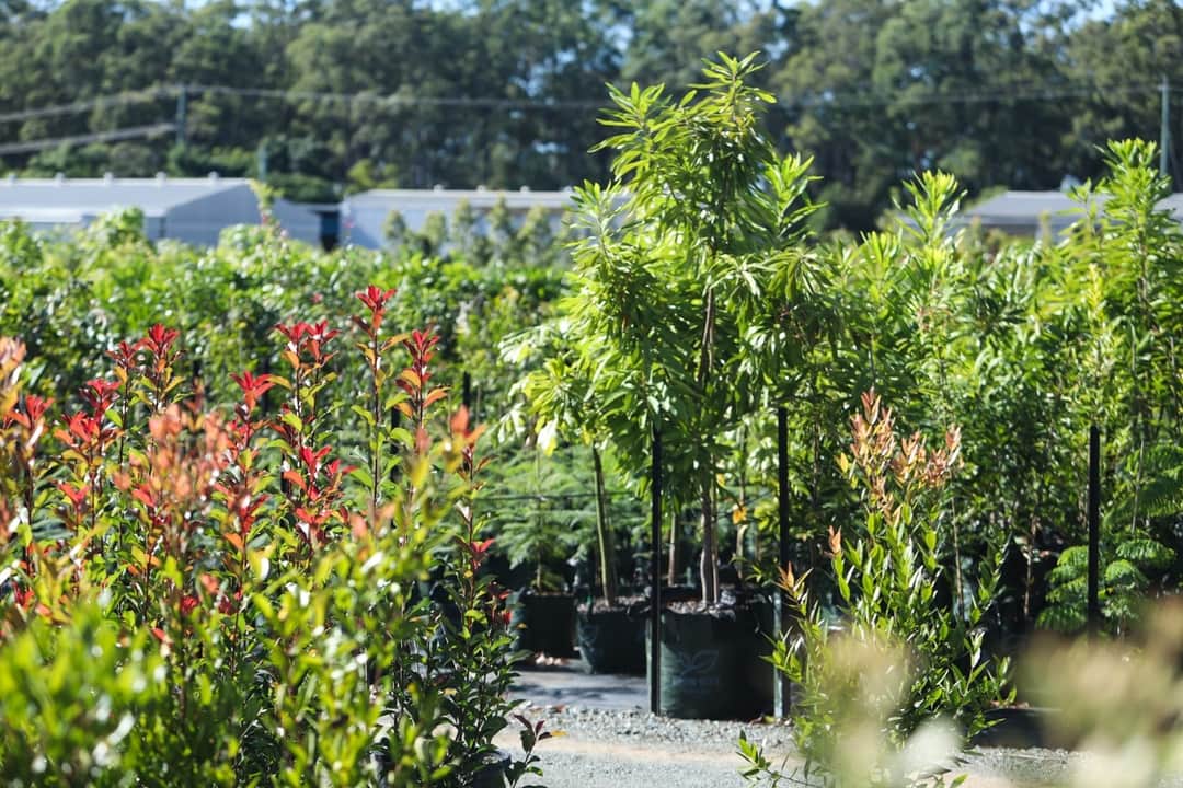 Who Is Instant Green Nursery | About Us | Wholesale Plants