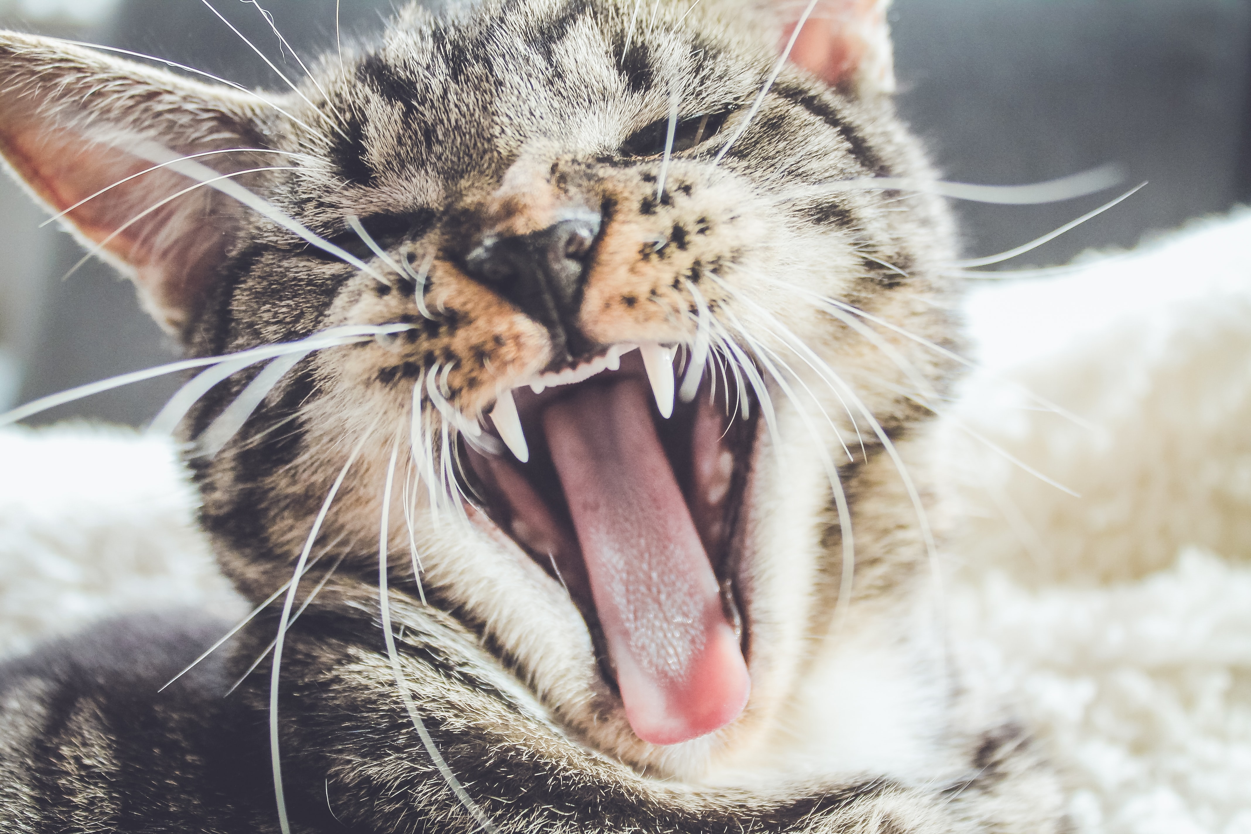 Oral Tumour in Cats | Learn About Symptoms, Causes, Stages & Treatments ...