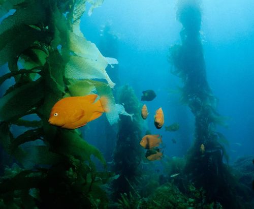 Plongeon vers les forêts de Kelp, bijou de biodiversité sous-marine ...