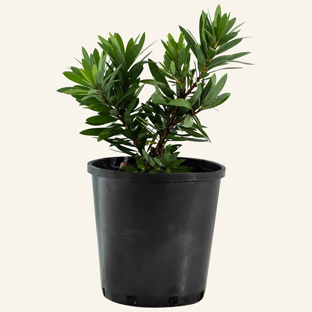 Our Plants. Callistemon Little John | Instant Green Nursery | Wholesale ...