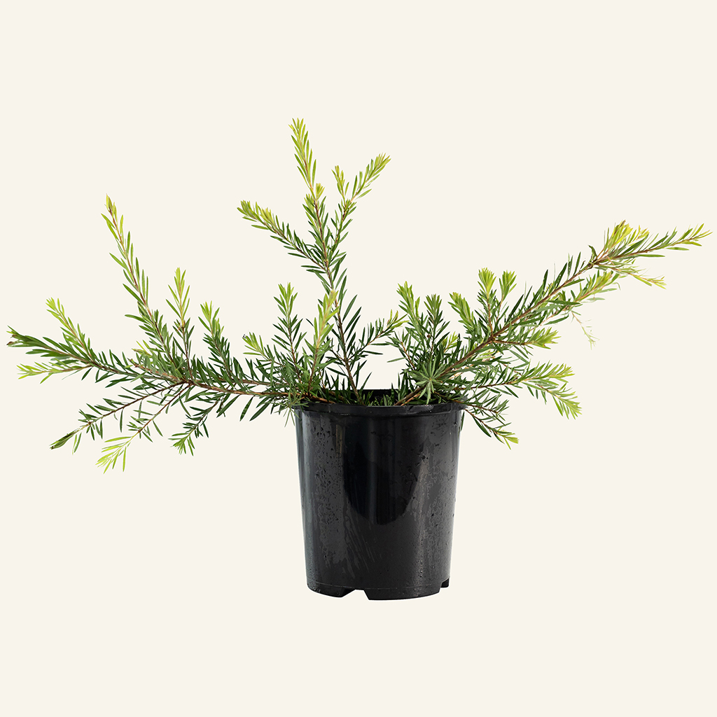 Our Plants. Callistemon pearsonii | Instant Green Nursery | Wholesale ...