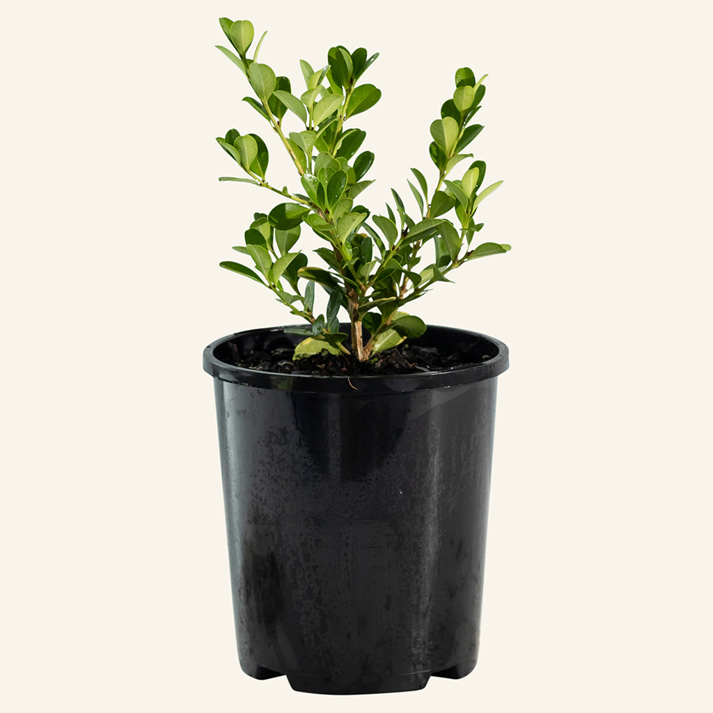 Our Plants. Buxus microphylla | Instant Green Nursery | Wholesale Plant ...
