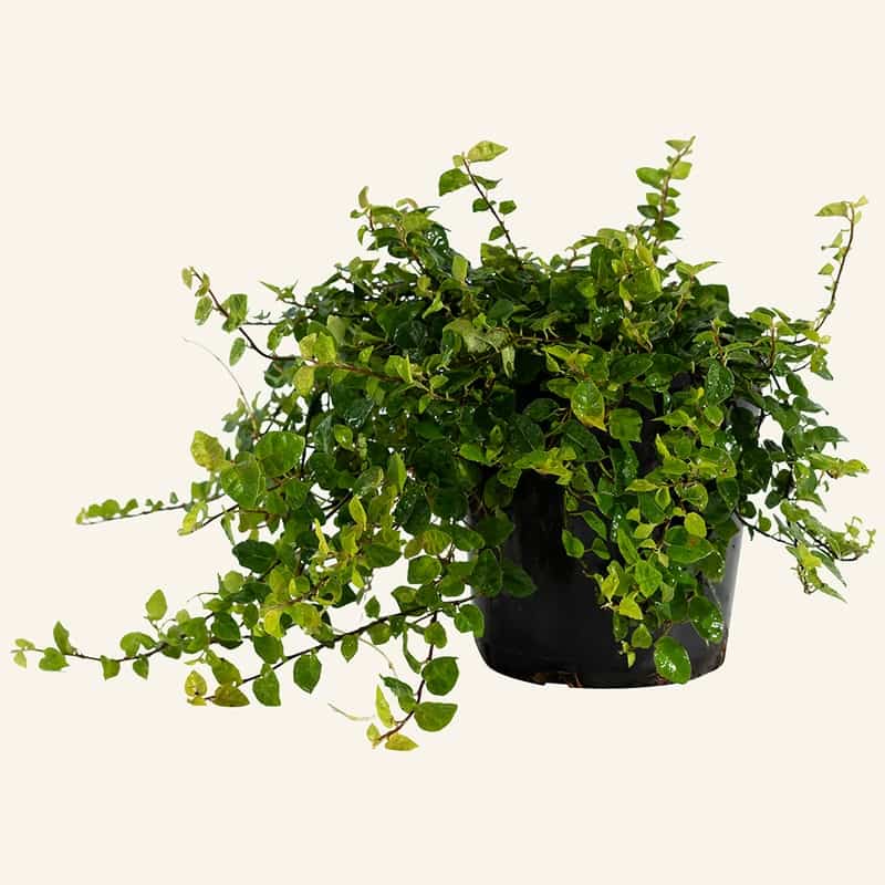 Our Plants. Ficus pumila | Instant Green Nursery | Wholesale Plant Supply