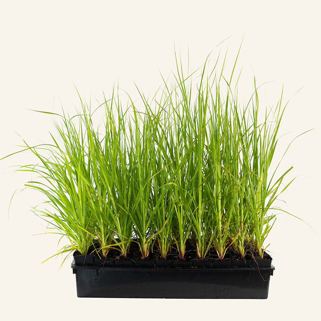 Our Plants. Gahnia sieberiana | Instant Green Nursery | Wholesale Plant ...