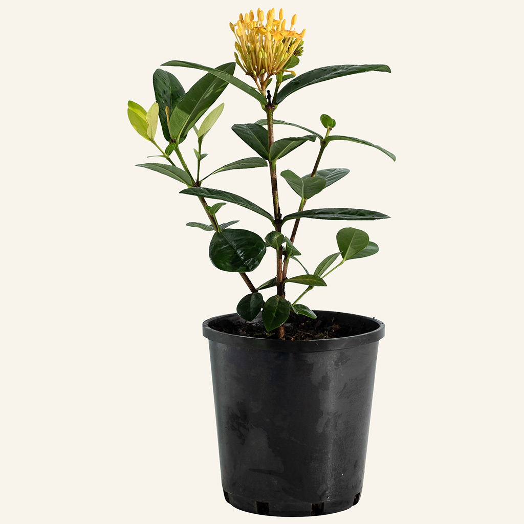 Our Plants. Ixora Compacta | Instant Green Nursery | Wholesale Plant Supply