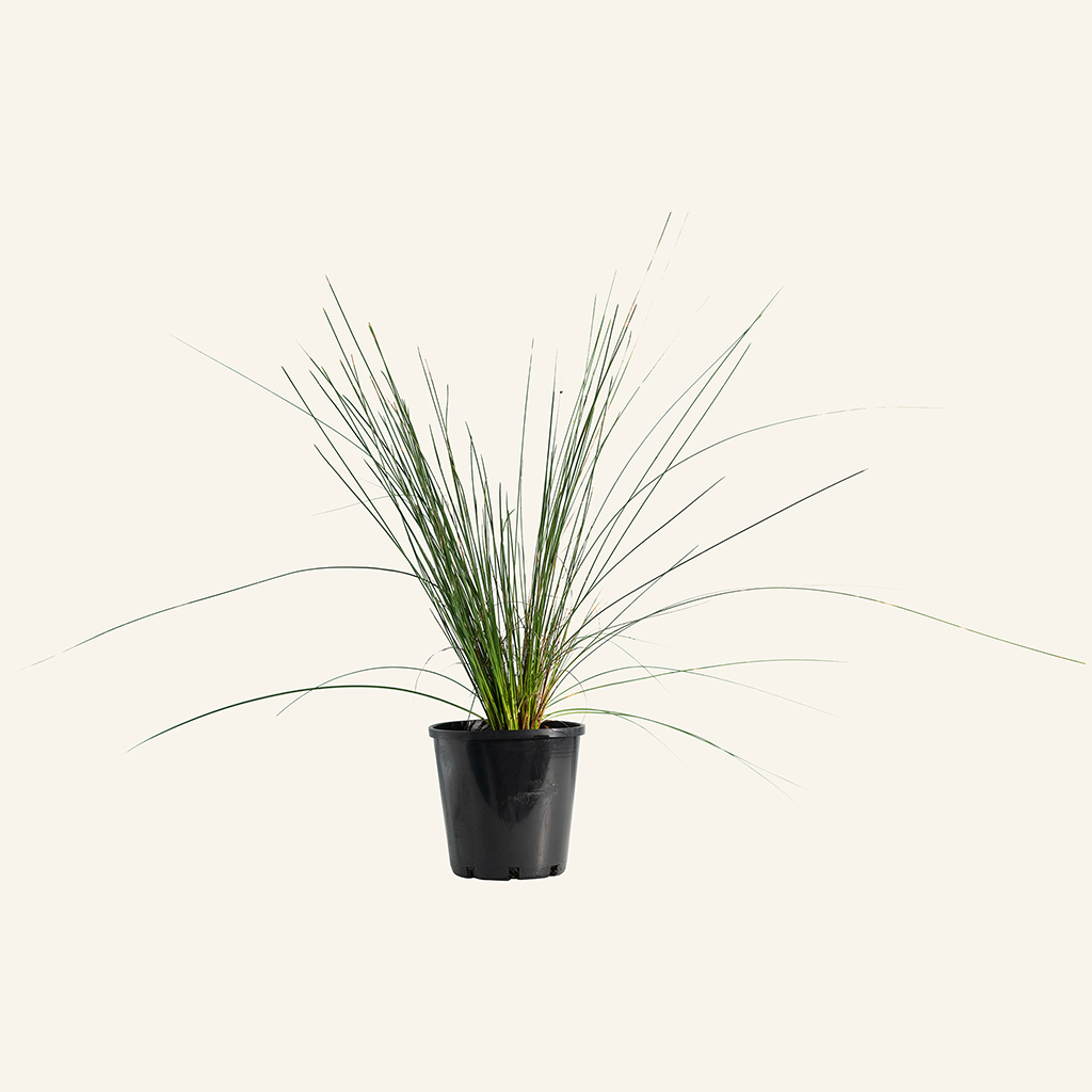Our Plants. Ficinia nodosa | Instant Green Nursery | Wholesale Plant Supply