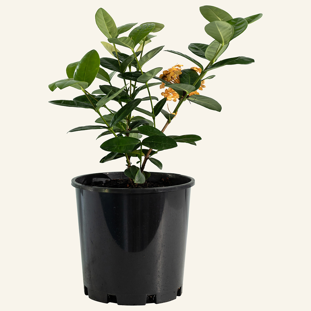 Our Plants. Ixora Pirates Gold | Instant Green Nursery | Wholesale ...
