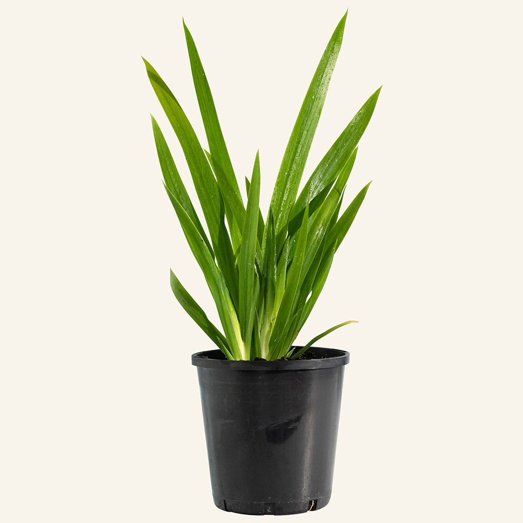 Our Plants. Neomarica gracilis | Instant Green Nursery | Wholesale ...