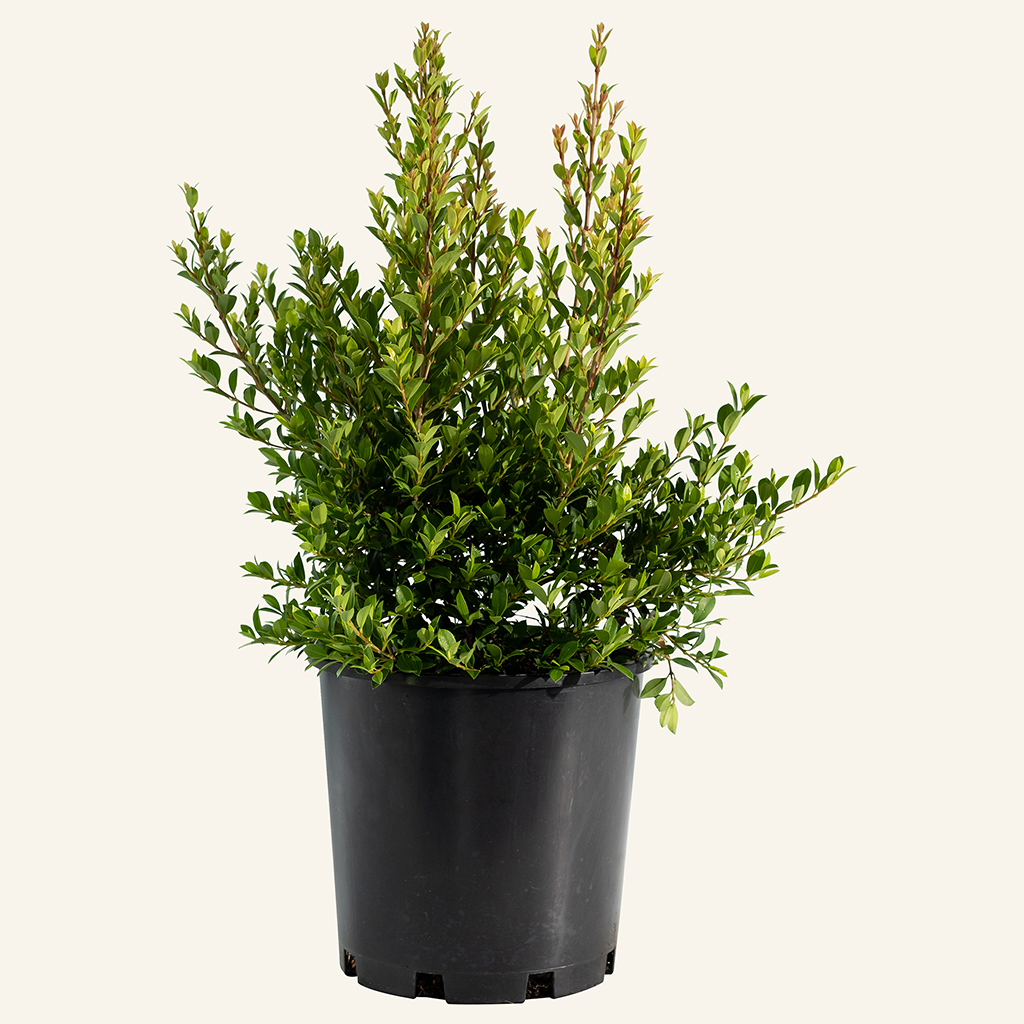 Our Plants. Syzygium australe 'Tiny Trev' | Instant Green Nursery ...