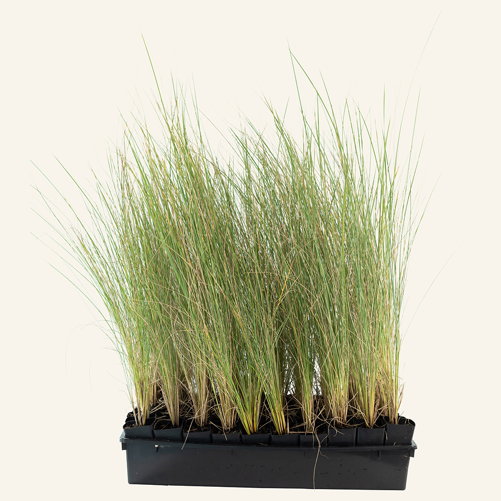 Our Plants. Poa labillardieri | Instant Green Nursery | Wholesale Plant ...