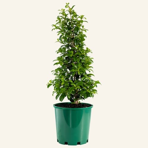 Our Plants. Syzygium australe Elite | Instant Green Nursery | Wholesale ...