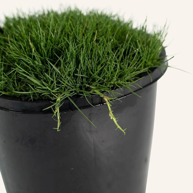 Our Plants. Zoysia tenuifolia | Instant Green Nursery | Wholesale Plant ...