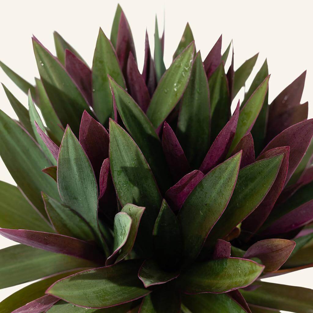 Our Plants. Tradescantia spathacea Rhoeo | Instant Green Nursery ...