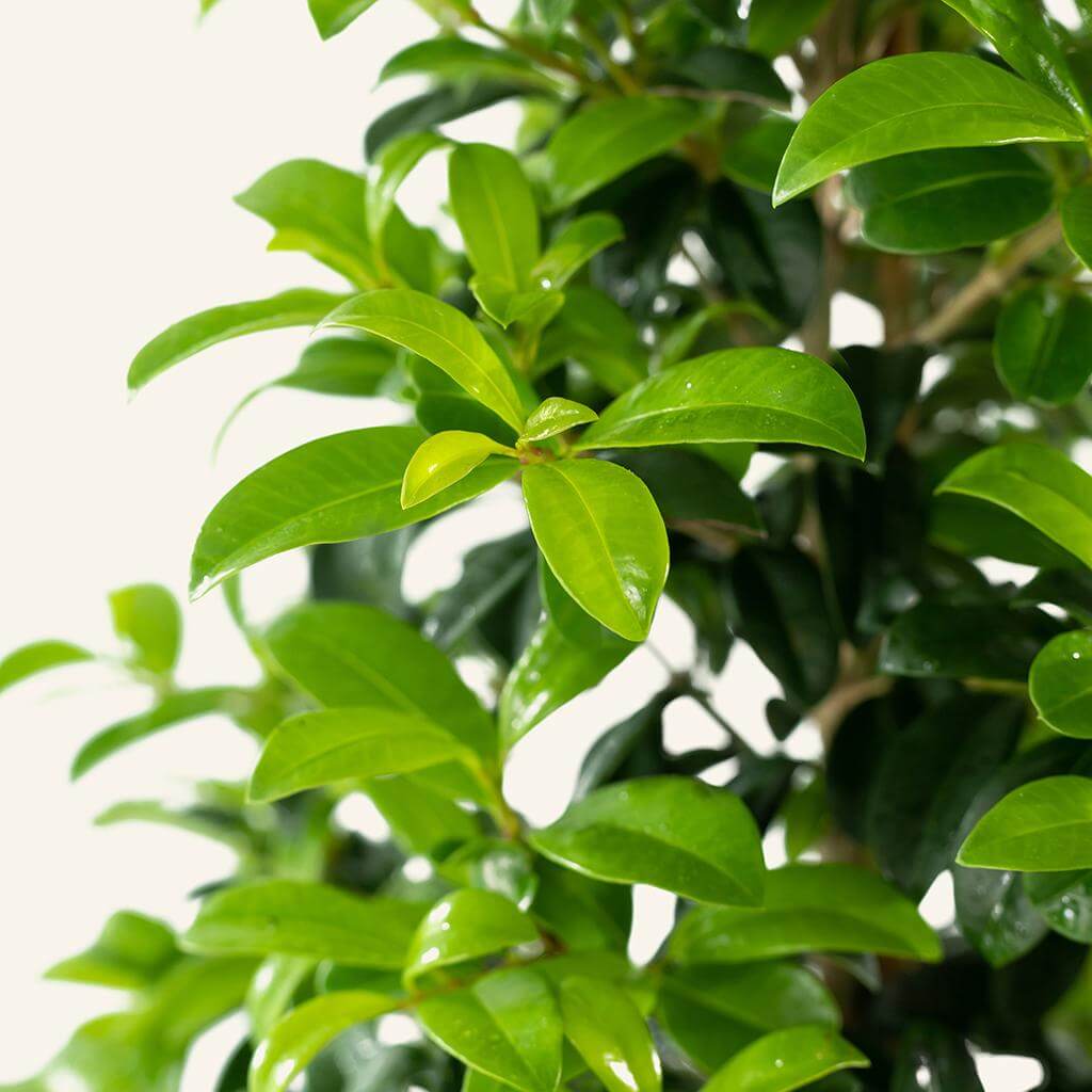 Our Plants. Syzygium australe Elite | Instant Green Nursery | Wholesale ...
