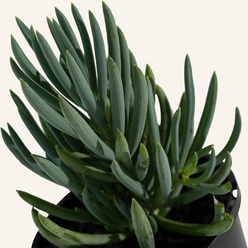 Our Plants. Senecio serpens | Instant Green Nursery | Wholesale Plant Supply