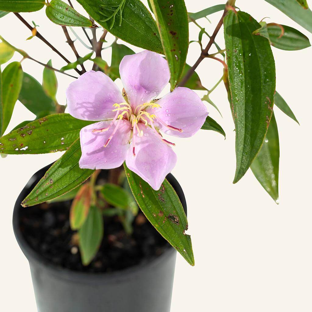 Our Plants. Prostanthera ovalifolia | Instant Green Nursery | Wholesale ...