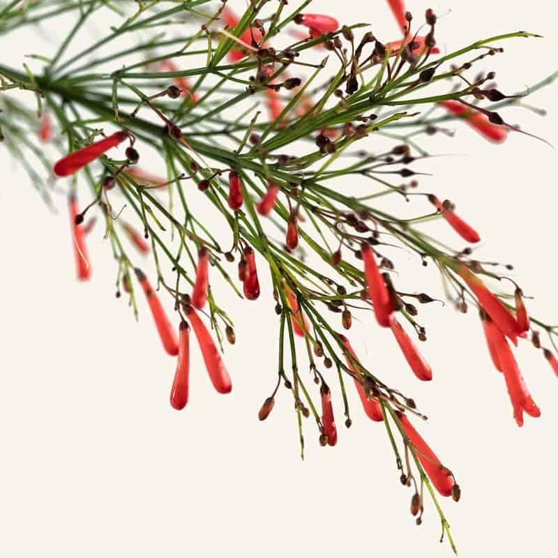 Our Plants. Russelia equisetiformis | Instant Green Nursery | Wholesale Plant Supply